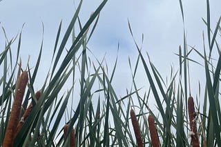 Juliebeans | Julie Beans | Substack