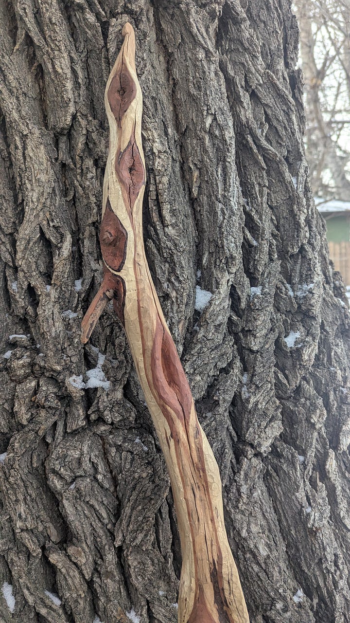 diamond leaf willow adaptations