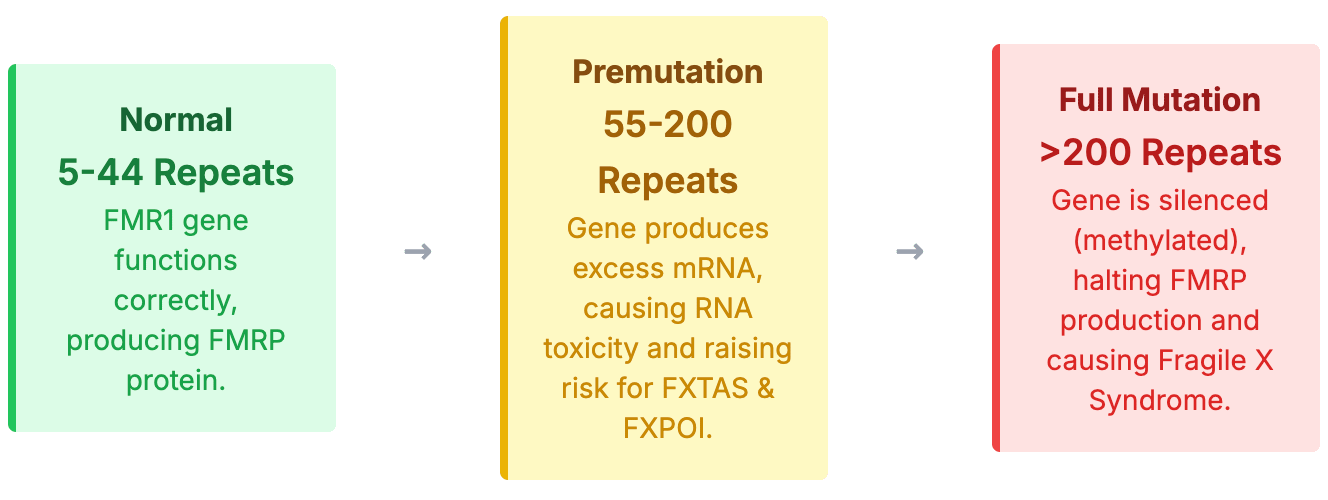 Fragile X Syndrome - by Anwar Hossain - Drug Discovery Lab