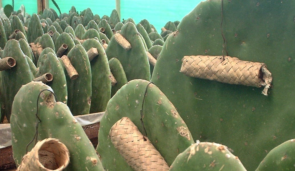 Cochineal Red: Bugs, Empire, and the Color of Colonization