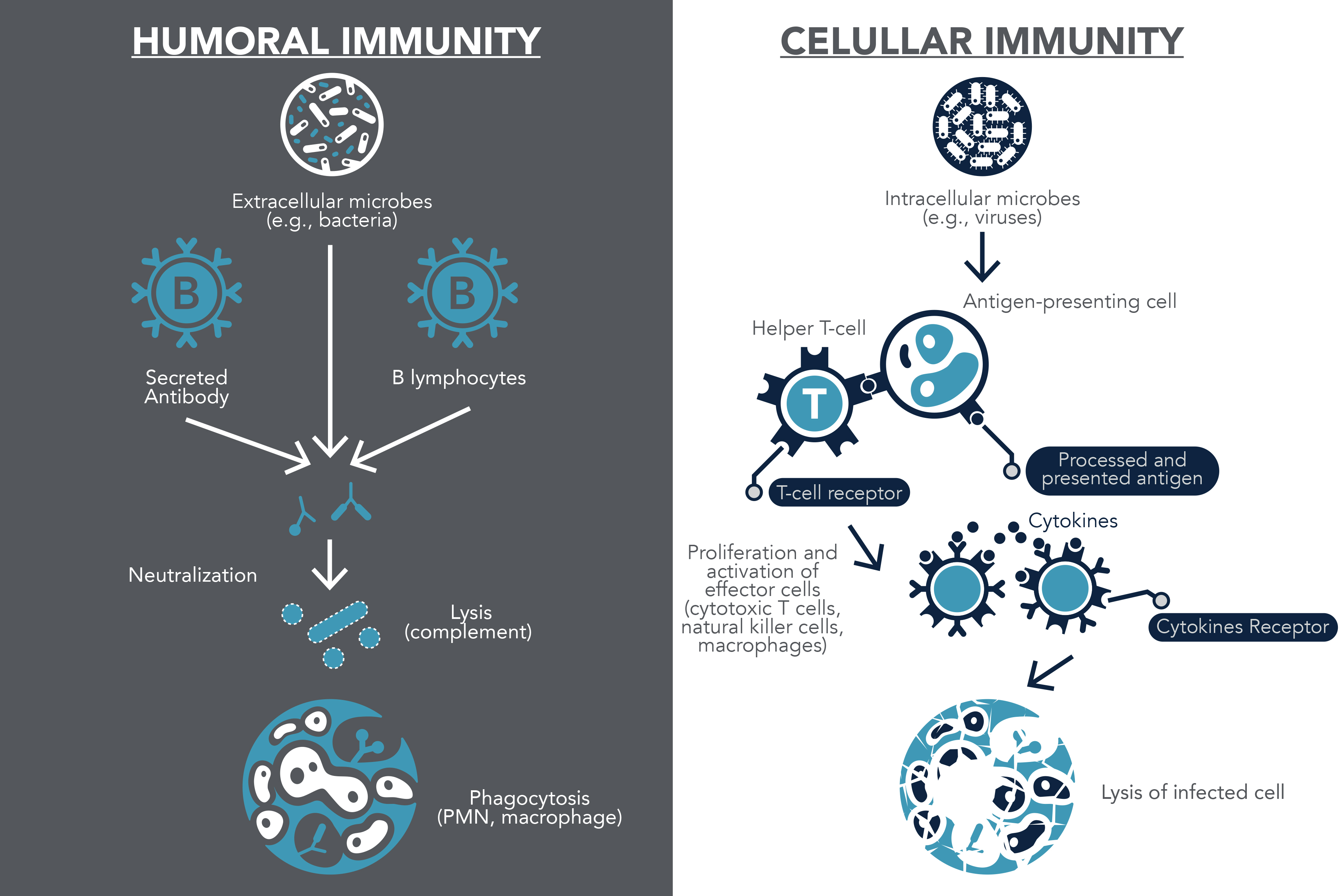 Antibody Mediated Immunity Is Also Called As