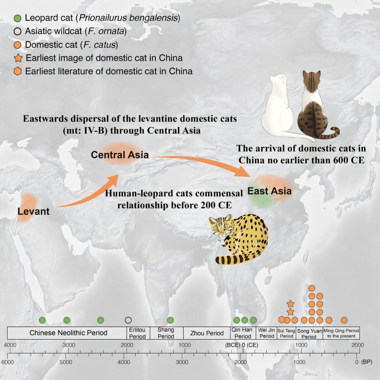 Strangers at the Gate: How Leopard Cats, Not House Cats, Shared Early ...