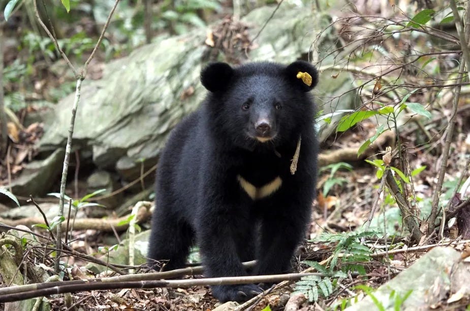 The Formosan Black Bear - Undiscovered Taiwan