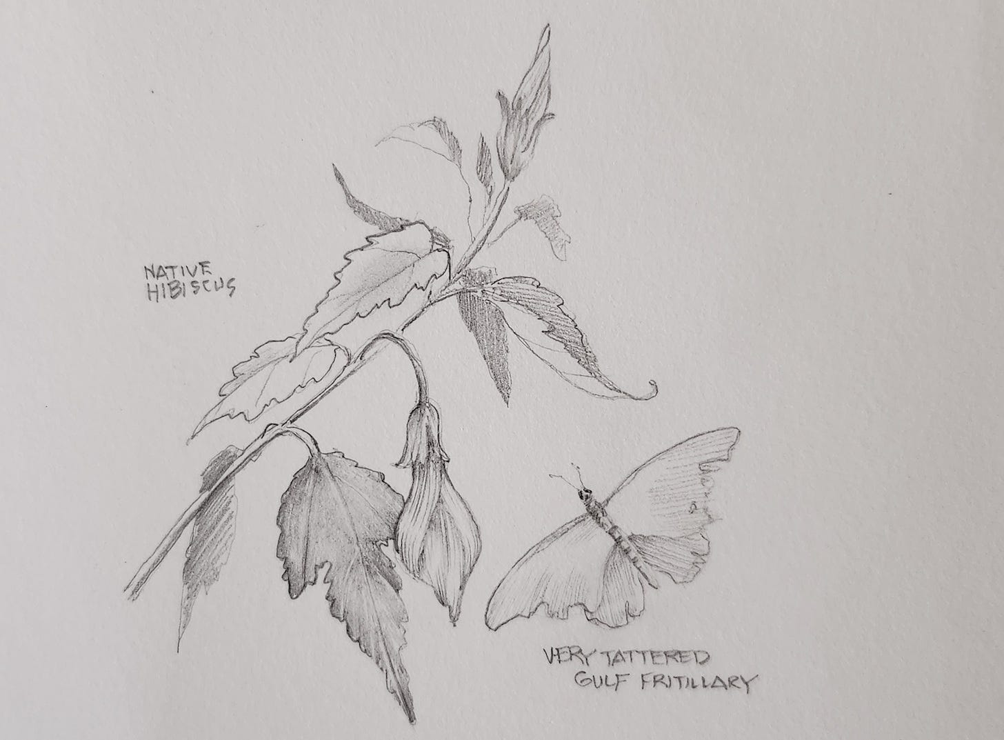 Sneak peek at our next bird - by Val Webb