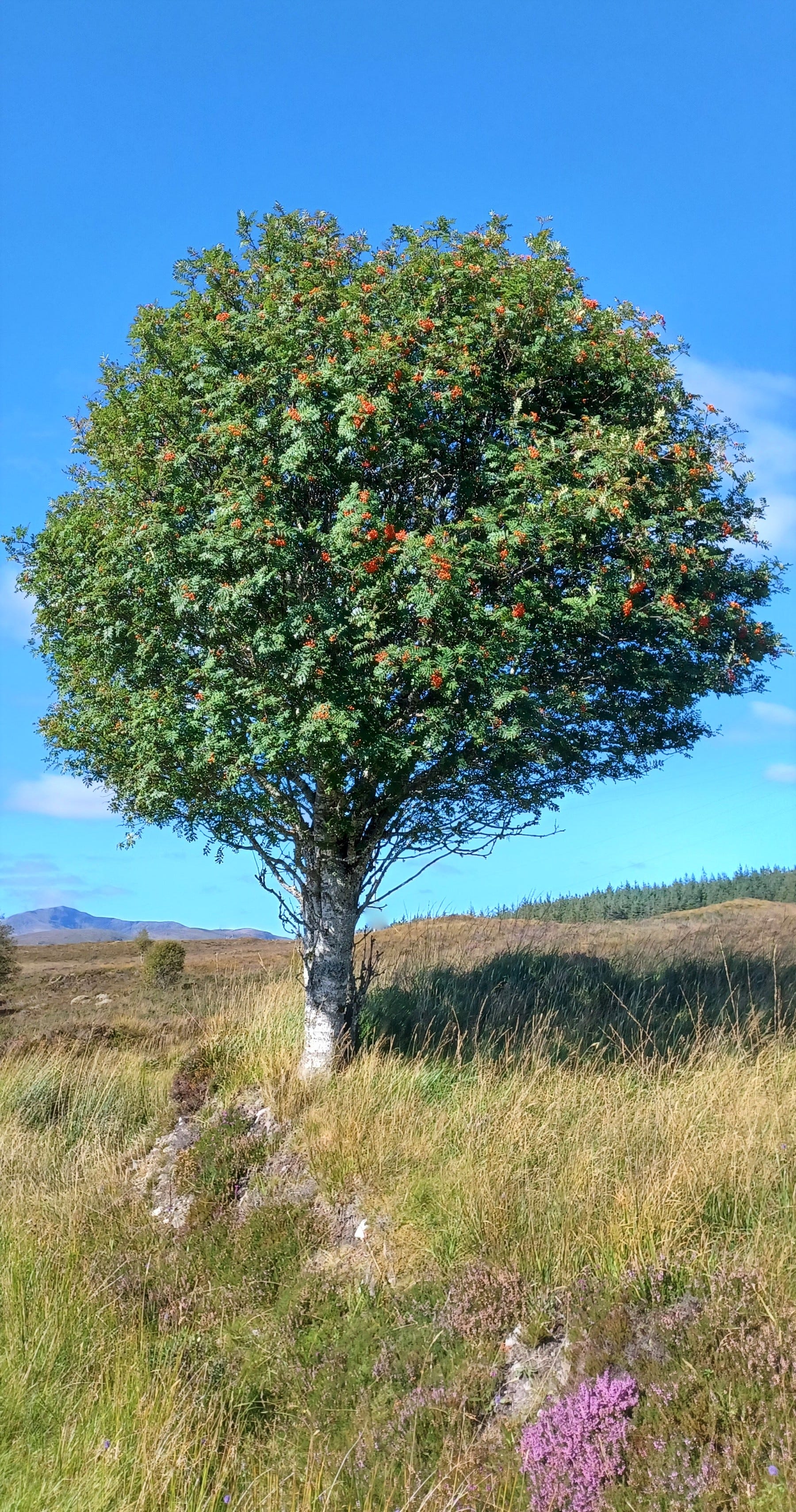 The Magic and Medicine of the Rowan Tree