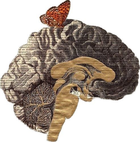 the brain as a storyteller - by ruchita