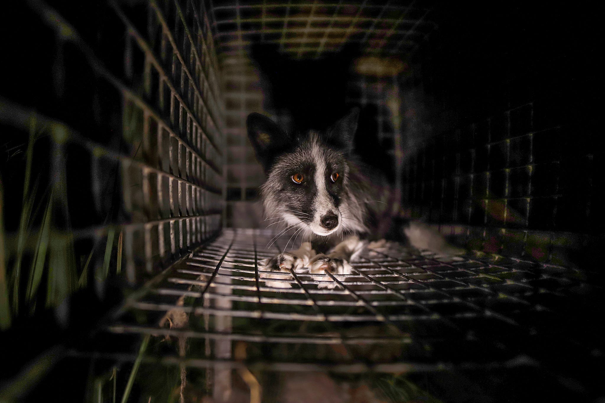 Caging Animals for Fashion: Europe’s Once-in-a-Generation Chance to End ...