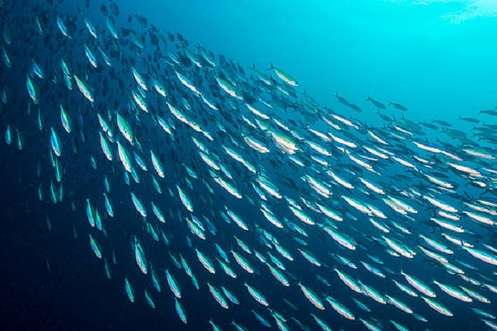 Fish Symbolism: Transformation and New Beginnings