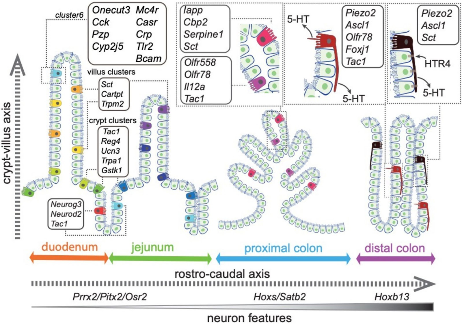 Decoding Digestive Dysfunctions - by SB Divya