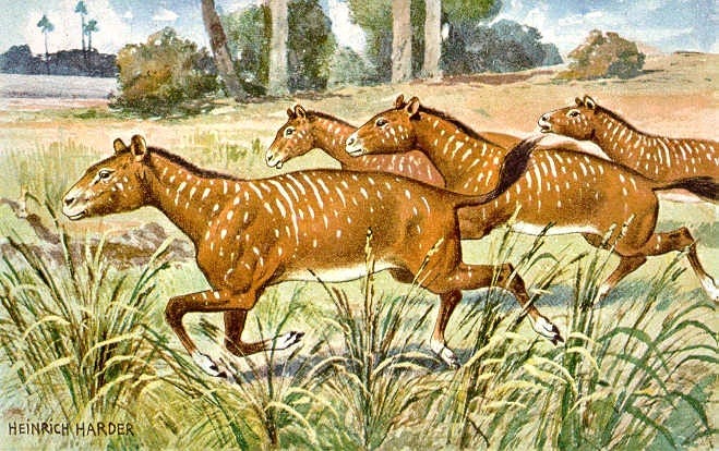 Eohippus: Dawn of the Horse - by Michelle Short
