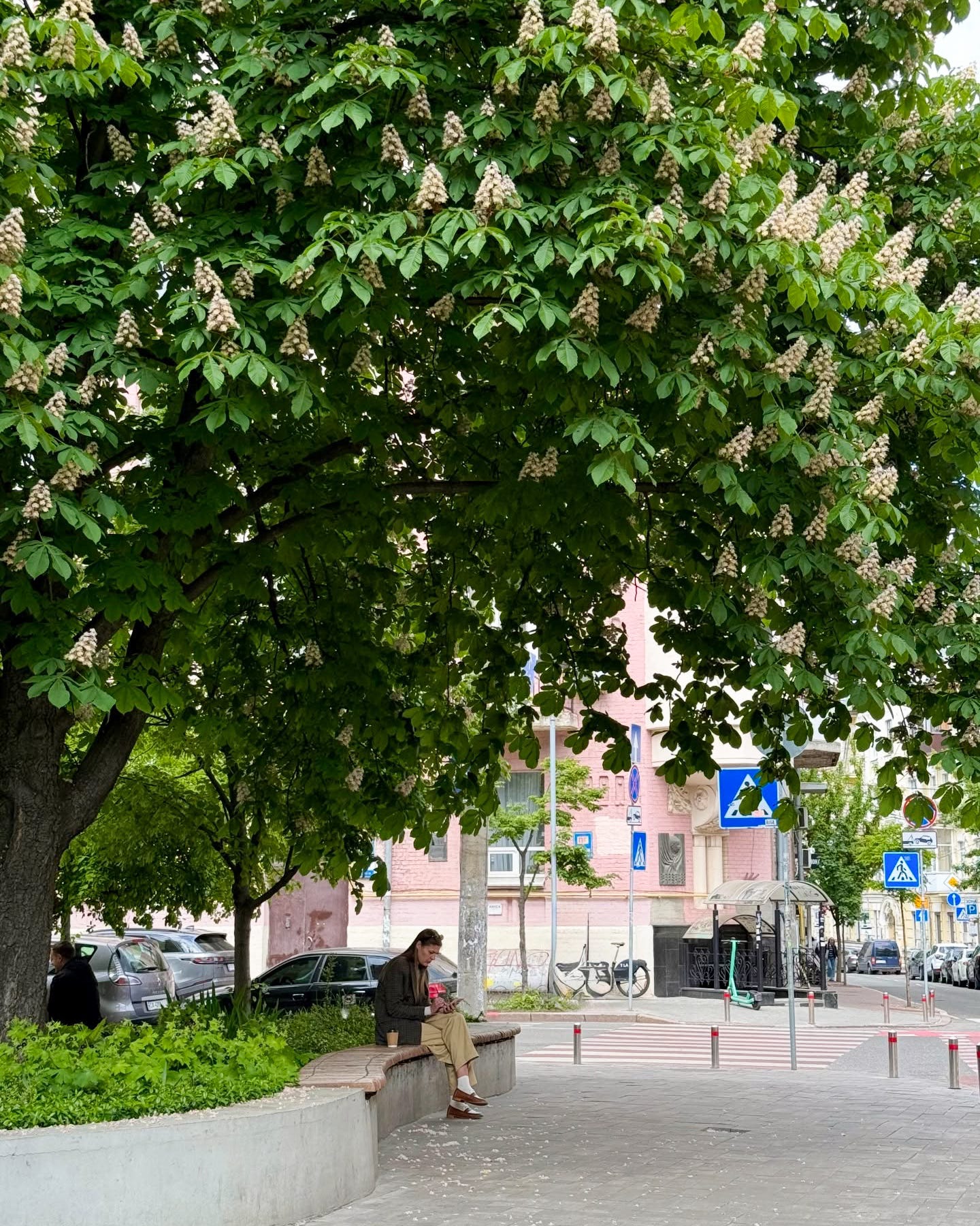 How chestnut trees became a symbol of Kyiv