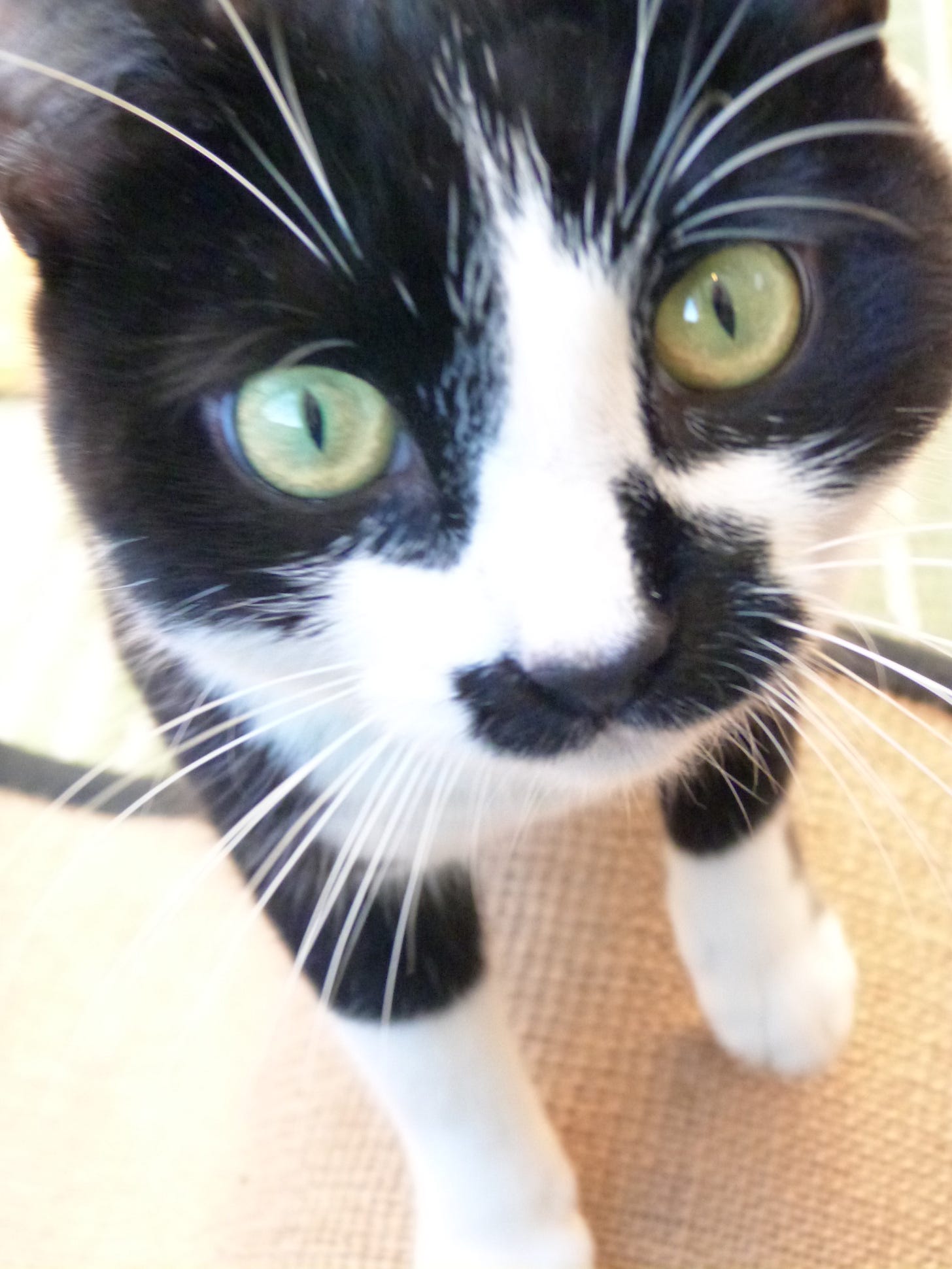 camera obscura - At the Table with Rukmini Iyer