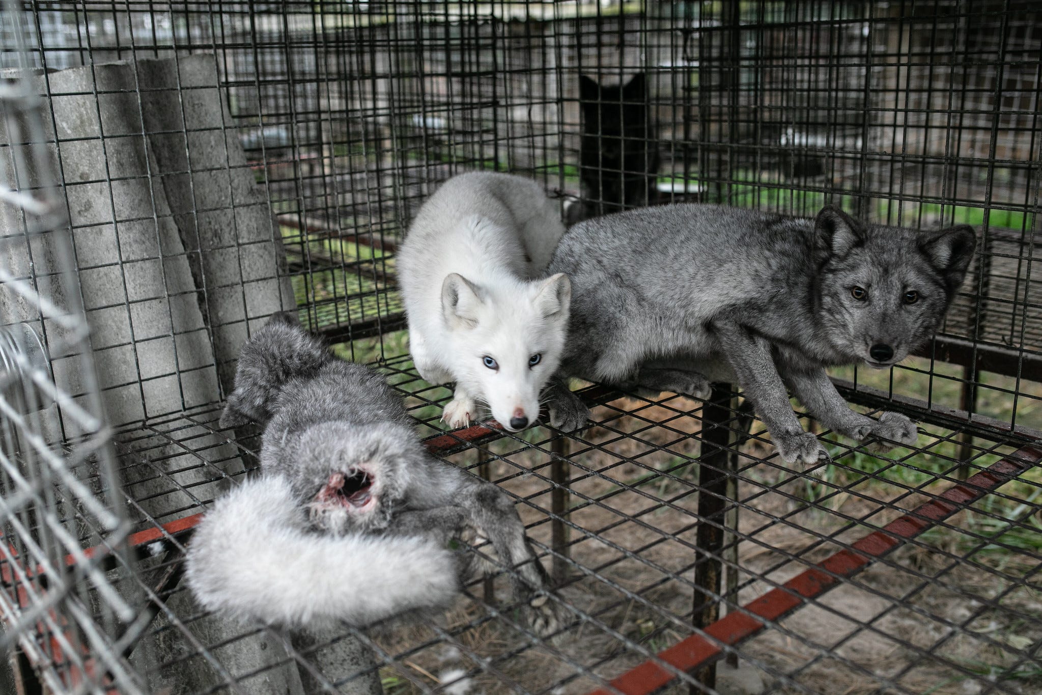 Caging Animals for Fashion: Europe’s Once-in-a-Generation Chance to End ...