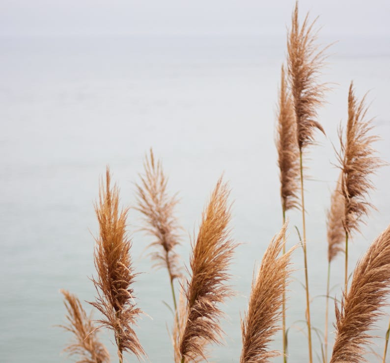 Optimizing Formative Assessment - by Jace Hargis