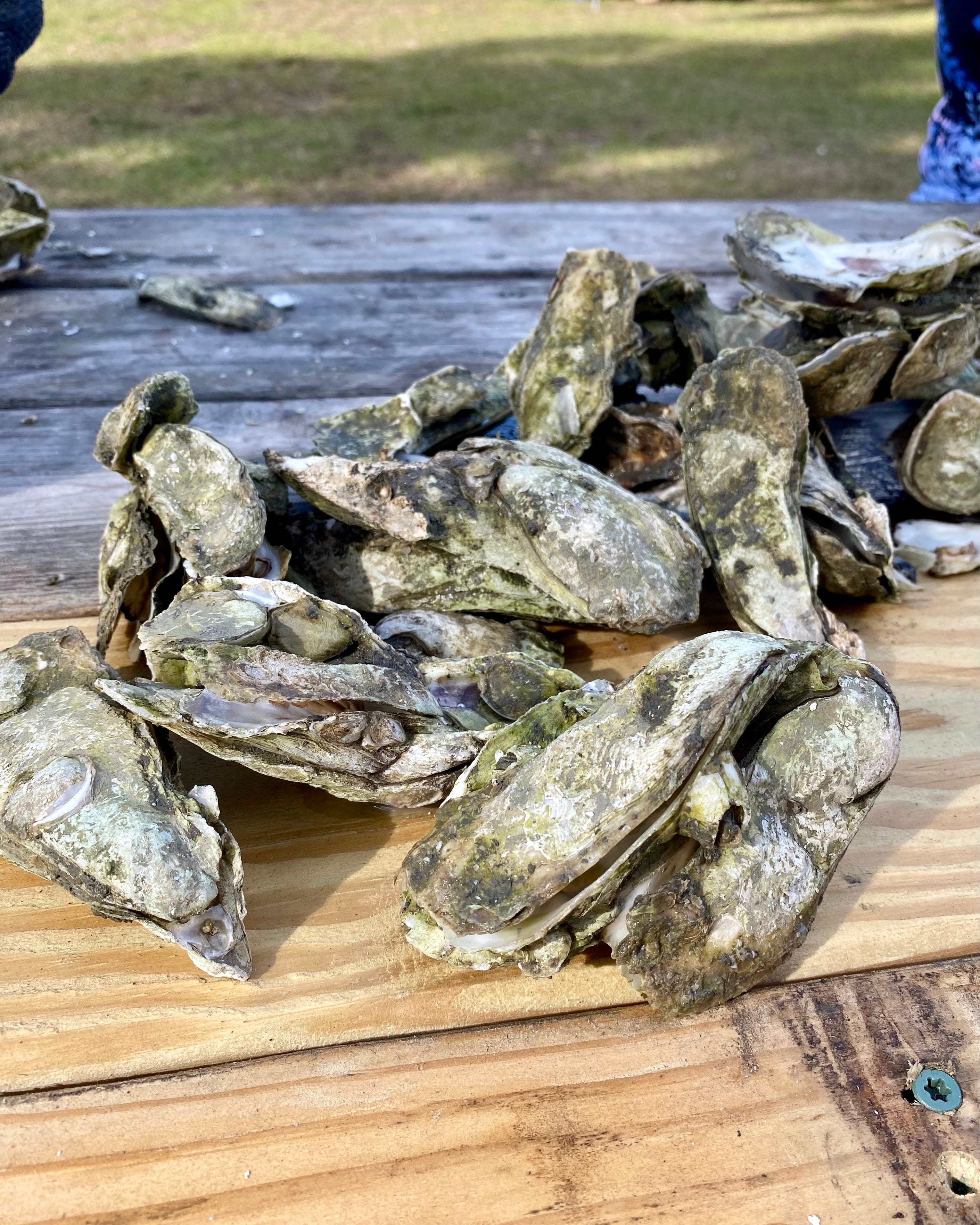 The Lowcountry's Salty Secret: Why Beaufort Oysters Are More Than Just ...