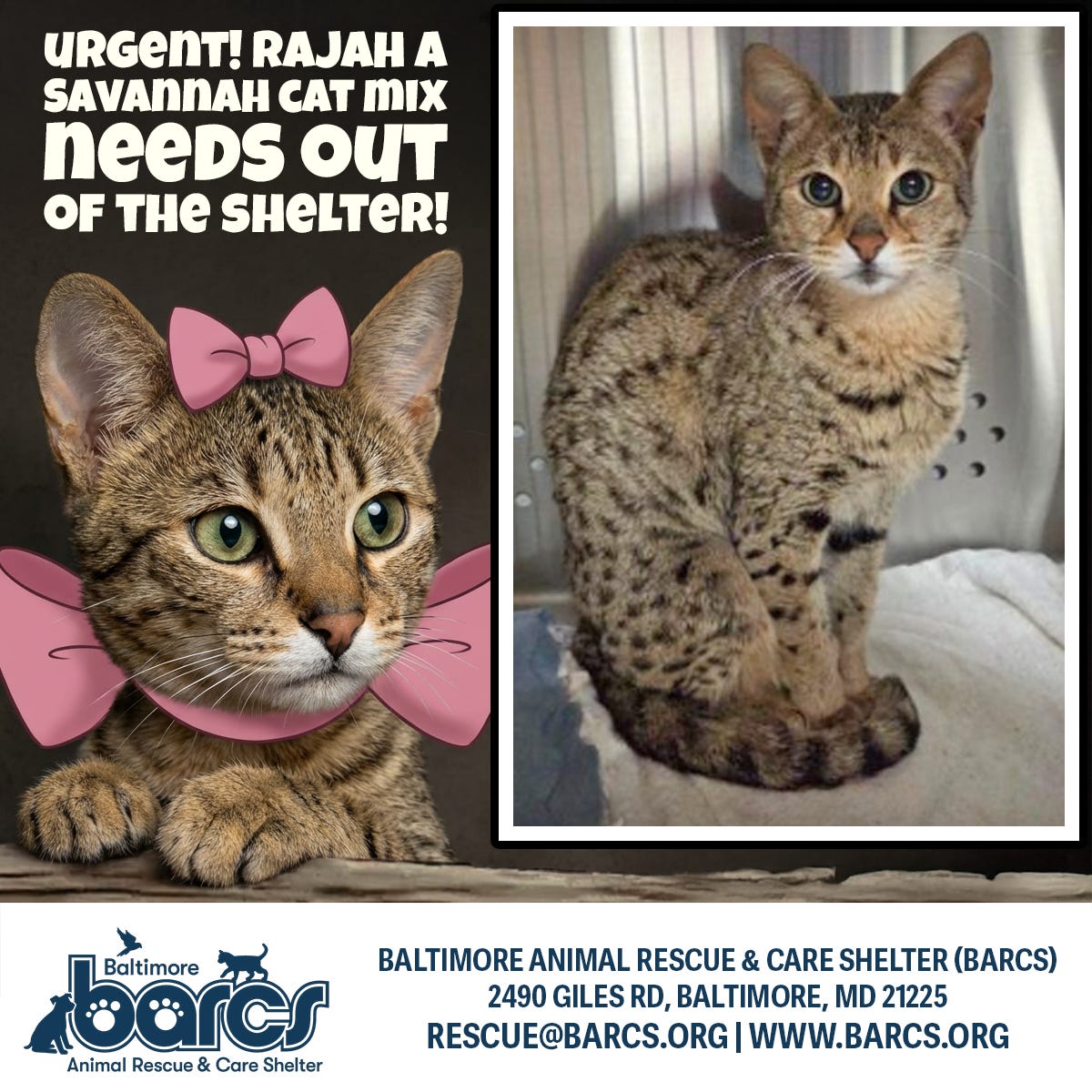 Savannah cat mix needs out of the shelter!- Baltimore, MD