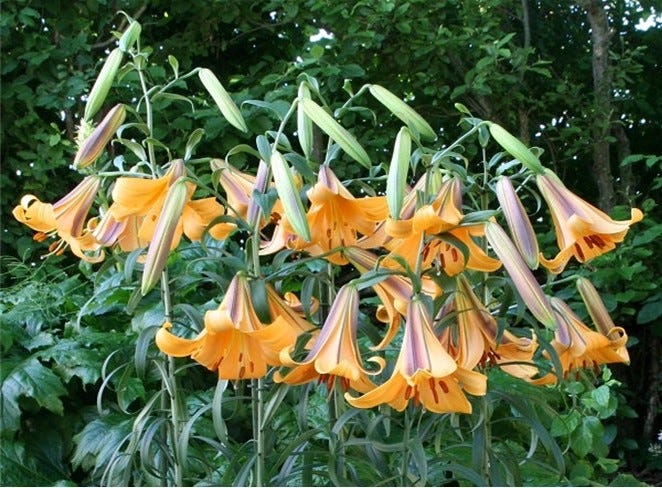WHEN LILIES BLOOM - by Joe Seals