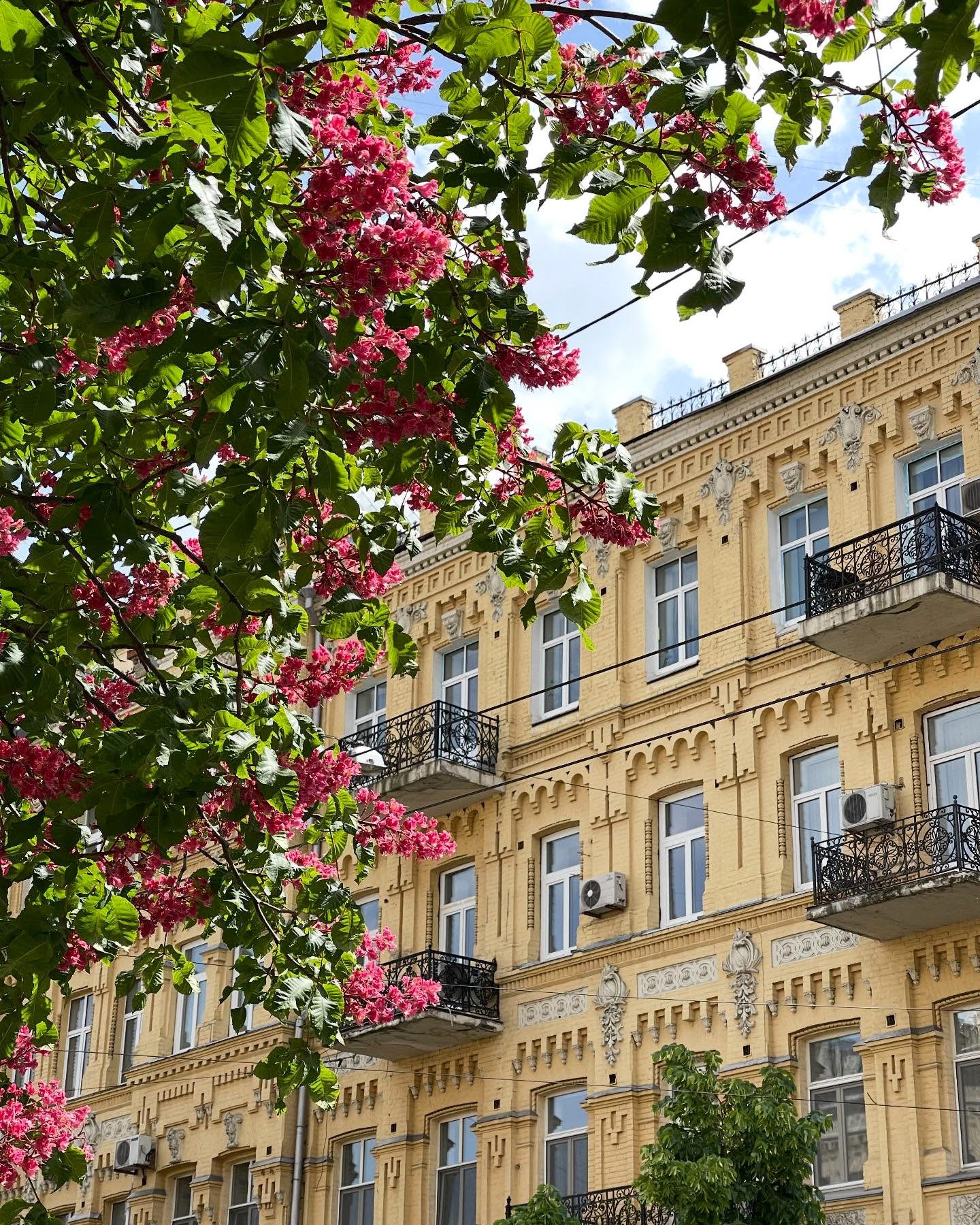 How chestnut trees became a symbol of Kyiv