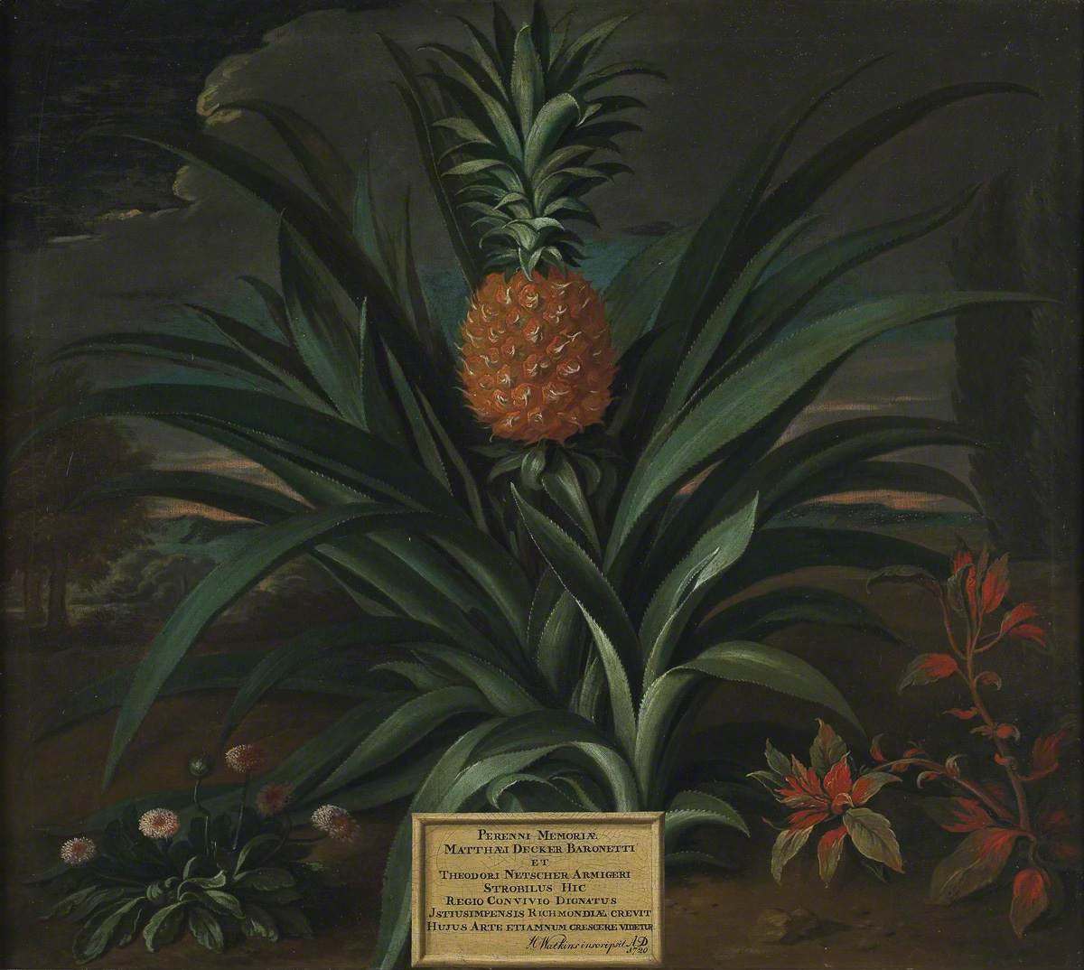 A history of… pineapples - by Paul Lenz - Histories
