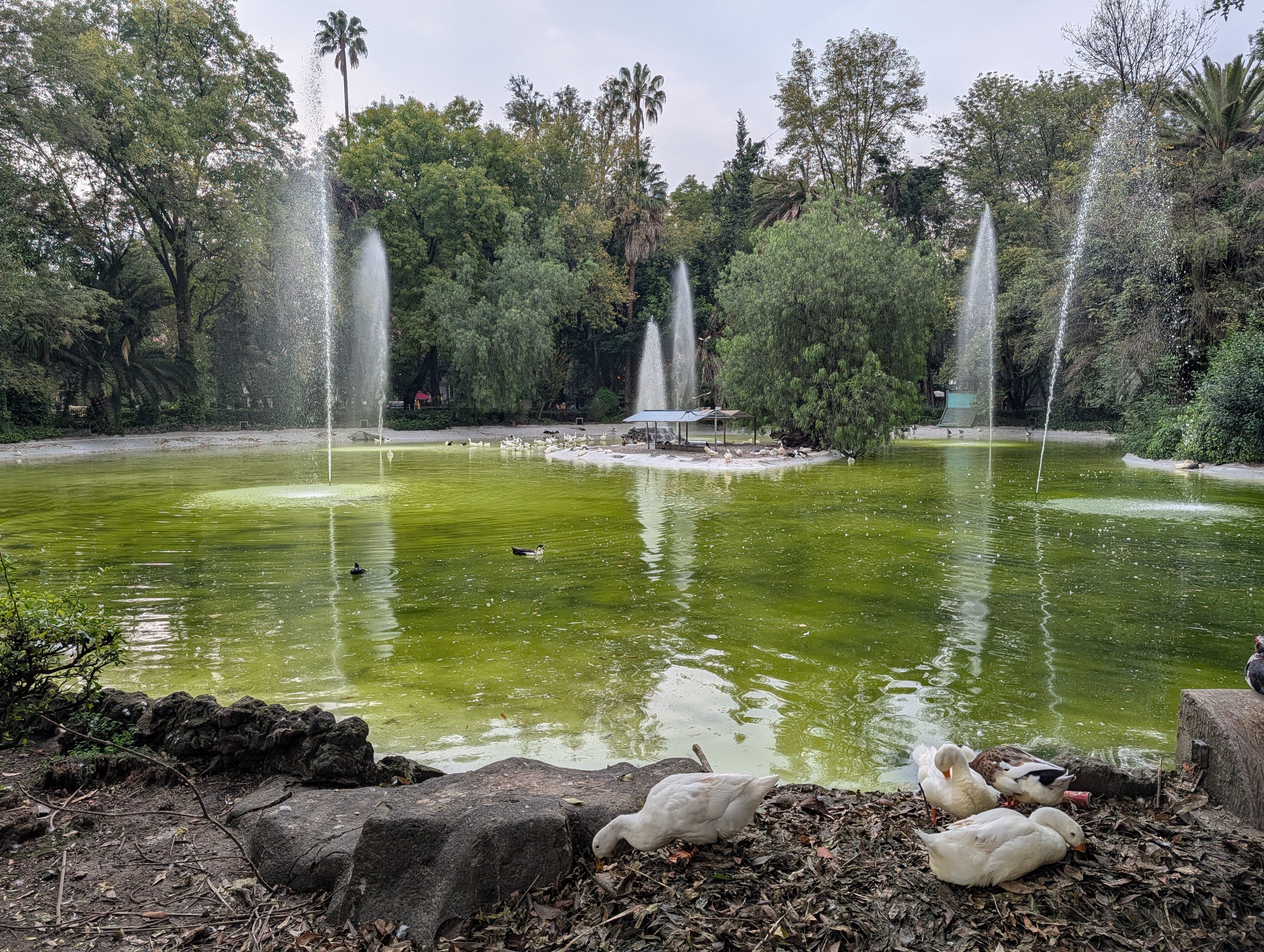 🚶Mexico City: Condesa neighborhood walk
