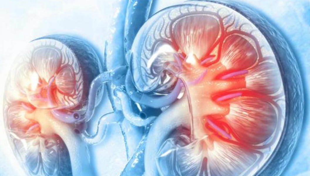 Enfermedad renal crónica en perros y gatos (I)