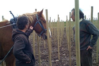 Paul Gregutt's Wine Guide | Substack