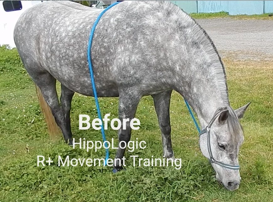 Exercising Your Non-Ridden Horse: How to create a new habit without effort