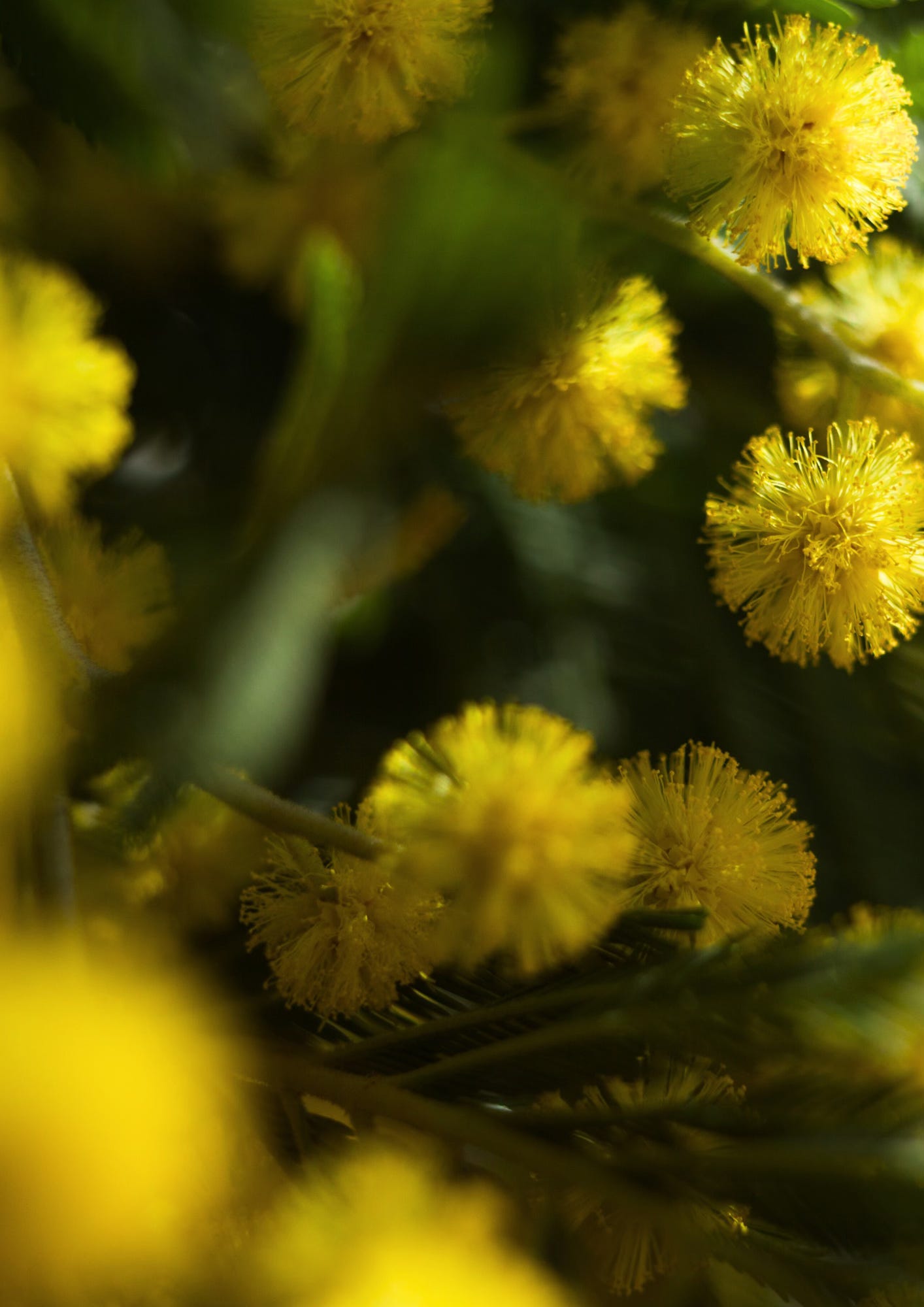 Working with Mimosa Absolute - Kamila Aubre