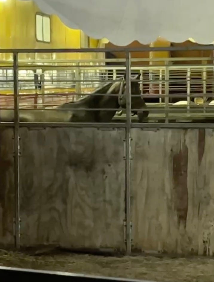 Not Born to Perform: The Harsh Reality Behind Circus Acts