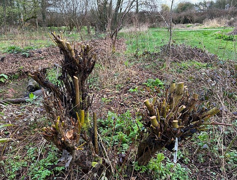 All about pollarding medicinal trees - by Anne Stobart