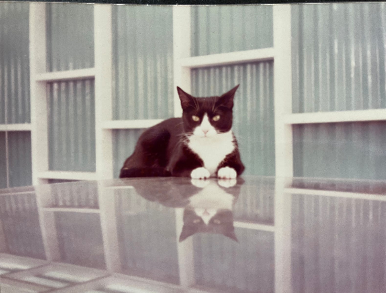 Talking Cat Says Oh Long Johnson - by Brian Howard