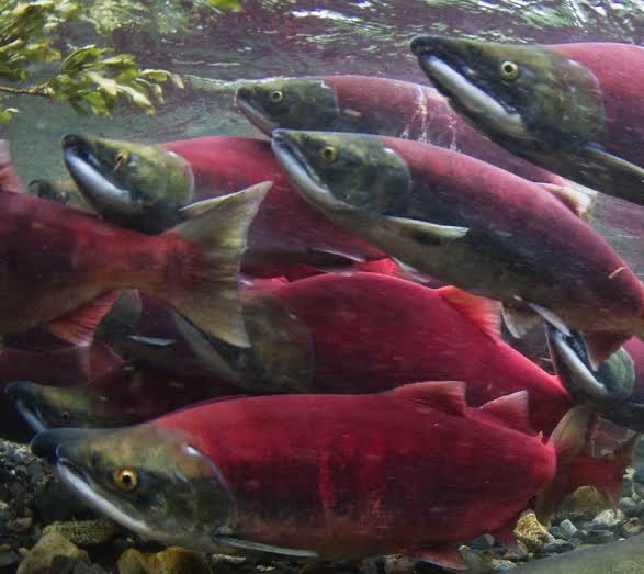 Born to Return: The Epic Journey of Salmon and the Fisheries That ...