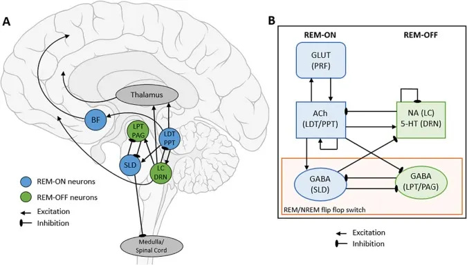 Are 3–5 a.m. wake-ups disrupting the REM sleep that protects your brain ...