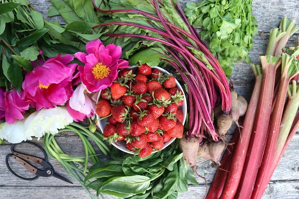 Practical Self Reliance | Ashley Adamant | Substack