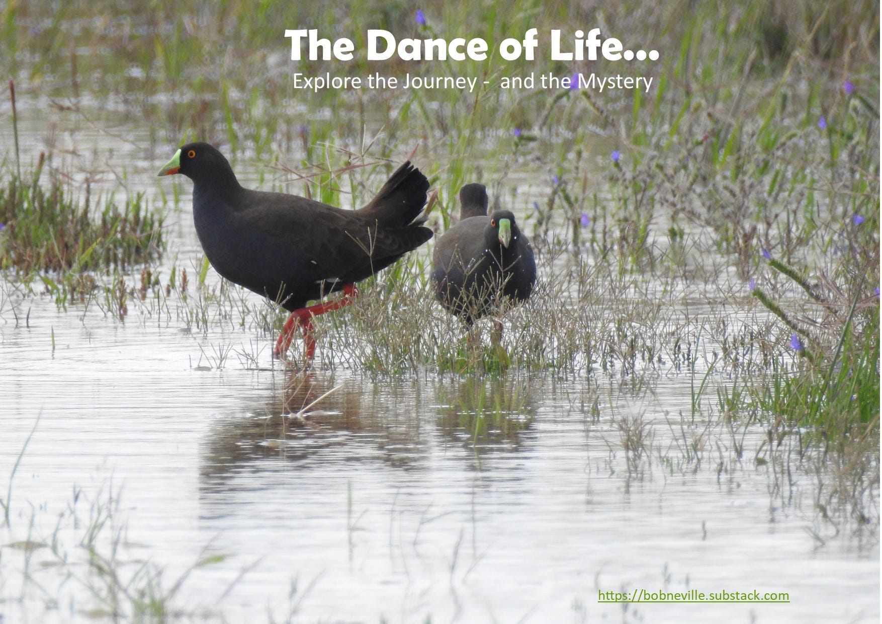 The Dance of Life - Series 7 - by Bob Neville