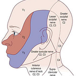 abdominal reflex normal response