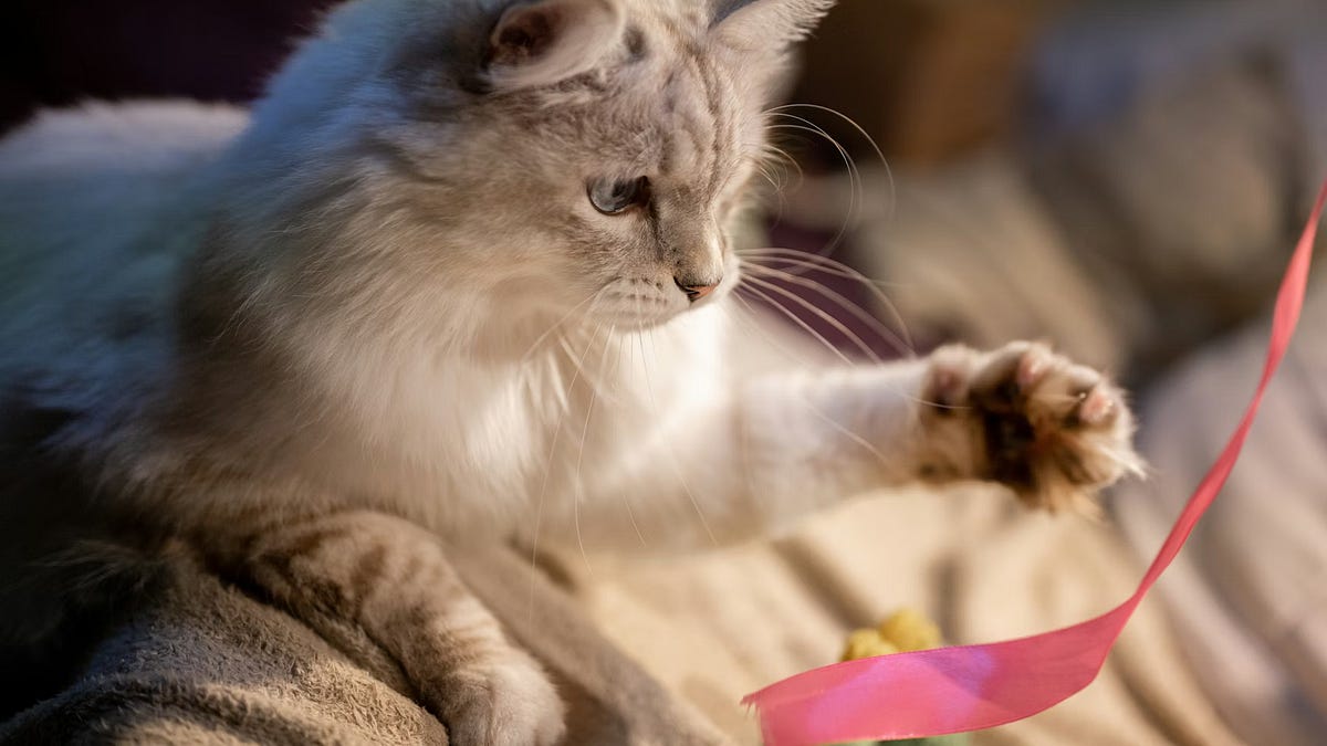 Your Senior Cat Isn’t Bored — They’re Unfulfilled