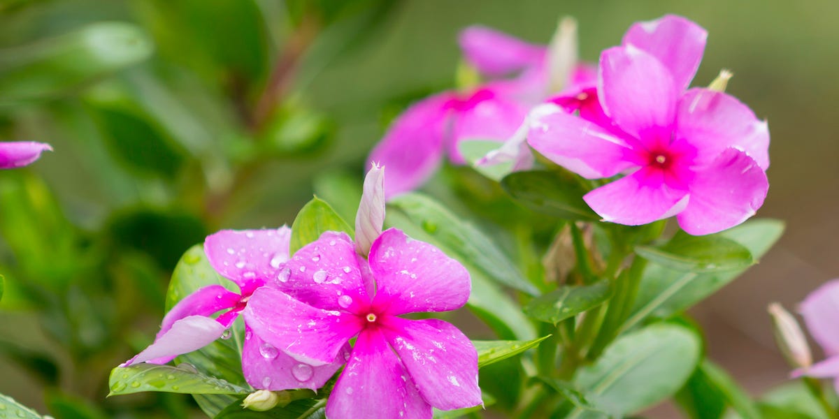 rosy periwinkle case study