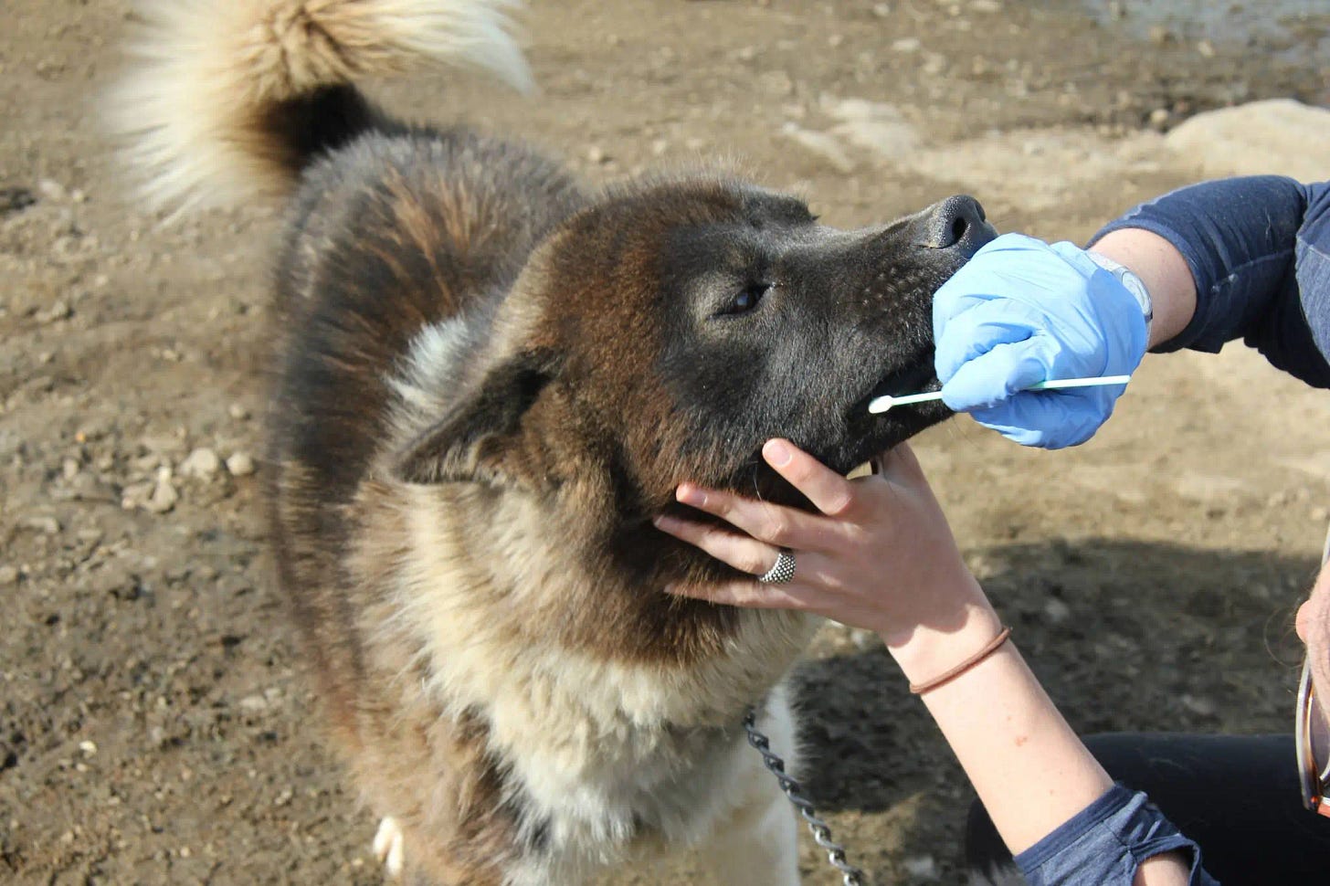 The Dogs That Pulled History: A Genetic Chronicle of Greenland's Sled Dogs