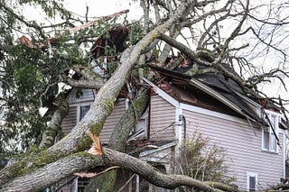 Sammamish Local News | Celia Wu | Substack