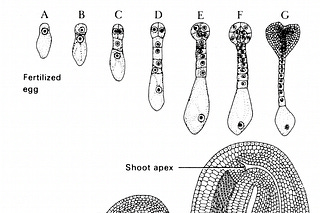 Rupert Sheldrake | Substack