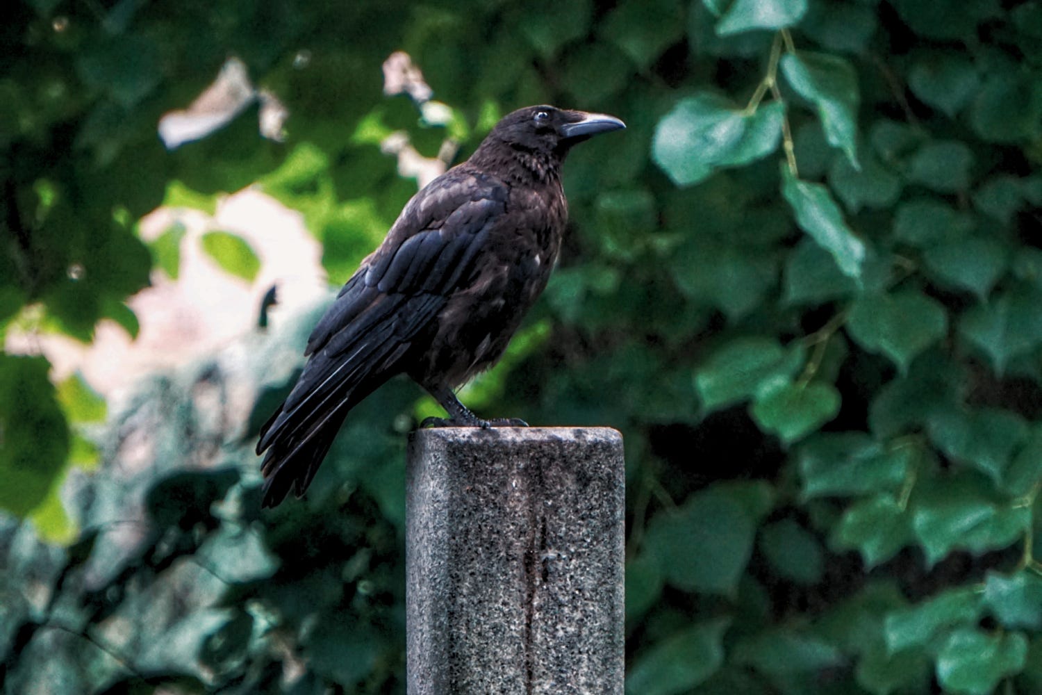 shapeshifting animals - by Chloe Hope - Death & Birds