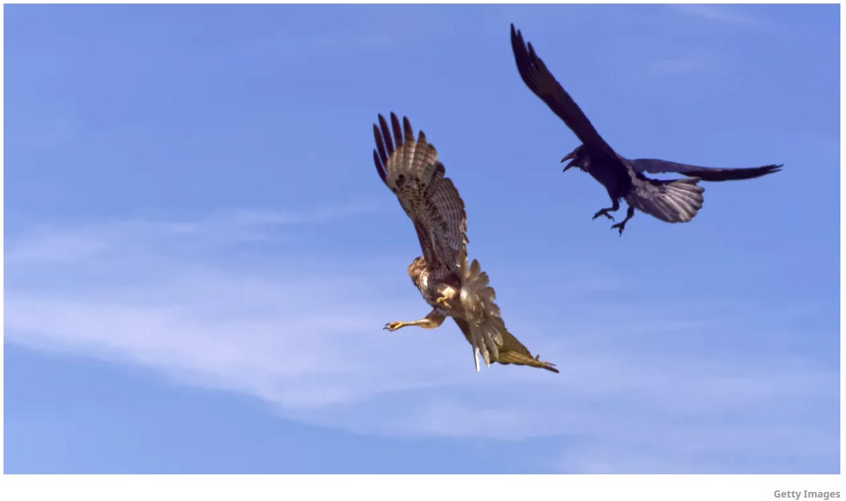 Why are crows and hawks enemies? - by Heather Wall