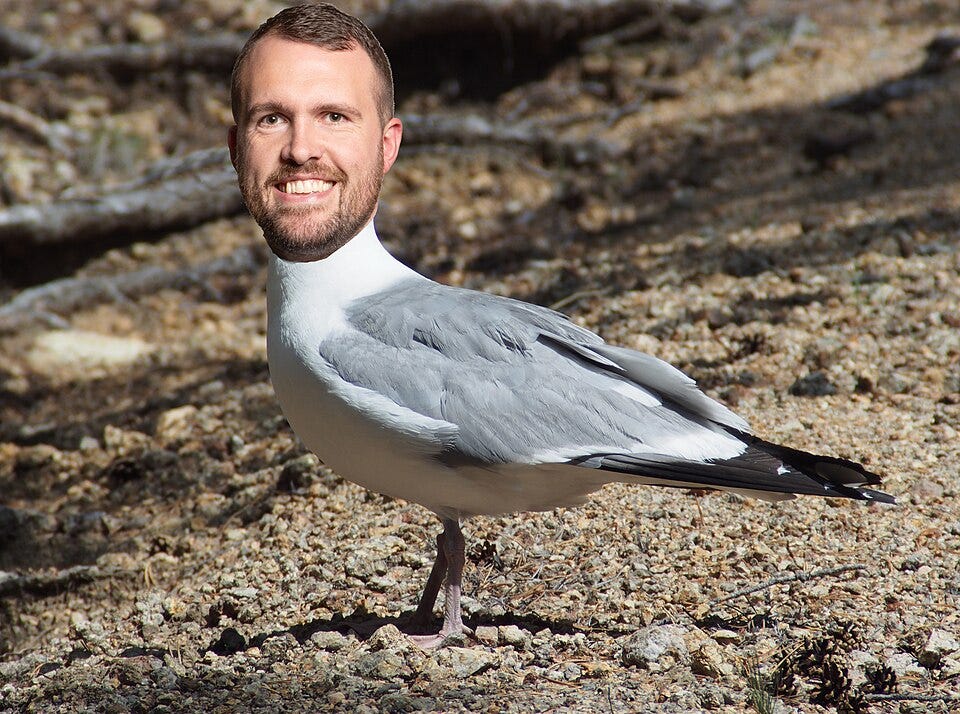 Jonathan Gullis, The Seagull's Lament