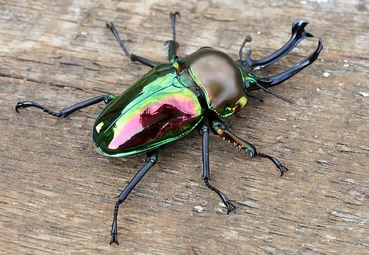 ISSUE #26: Beetles Have Turned Their Heads into Dueling Weapons