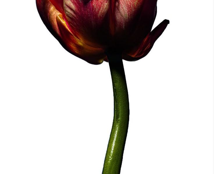 Flor de plástico. - by ⭑morangueteee - ℒ𝑢𝑙𝑙𝑖 ⋆.˚