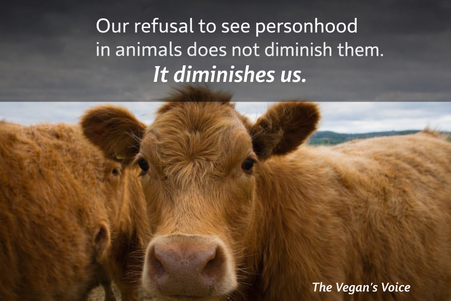 Personhood Is Not Species Specific - by Michael Corthell