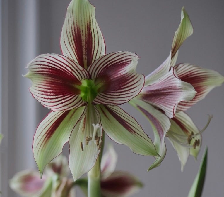 Comments - Is it too late? - by Vanessa Simpson