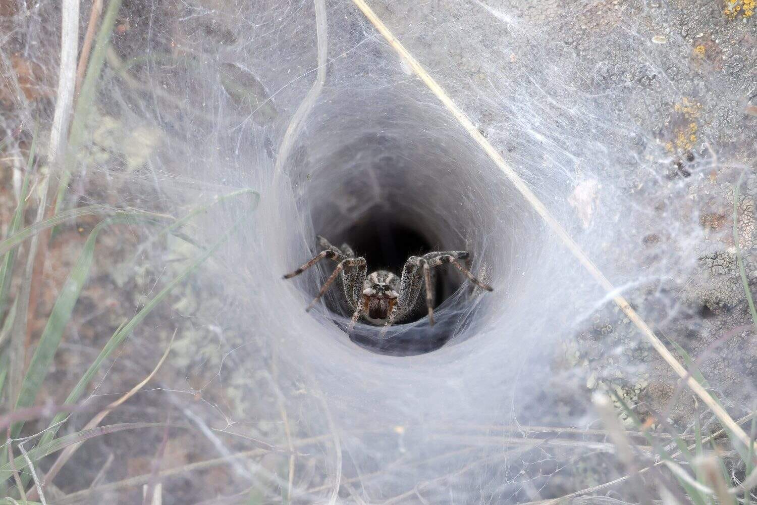 Spider Webs - by Pastor Tom - Pastoral Reflections