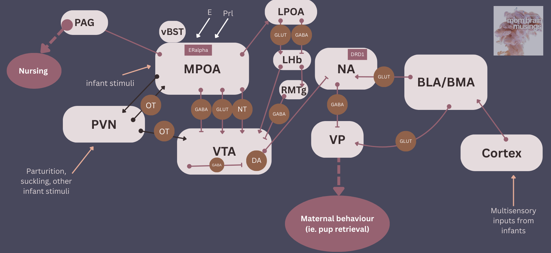 Parental Brain 101: Brain Circuits Regulating Maternal Behaviour (Ch 5)